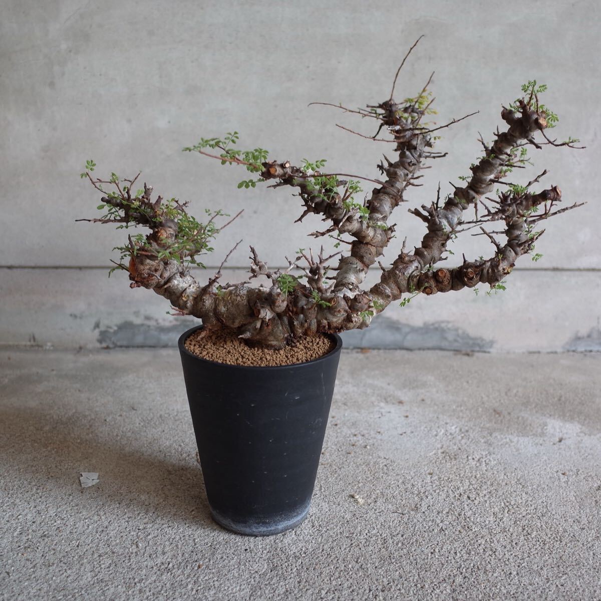 Yahoo!オークション - 発根済 コミフォラ エイル Commiphora sp.Eyl 灌...