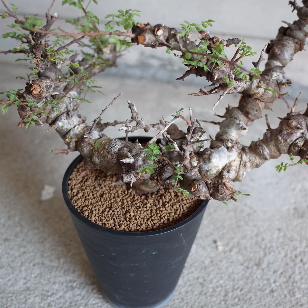 Yahoo!オークション - 発根済 コミフォラ エイル Commiphora sp.Eyl 灌...