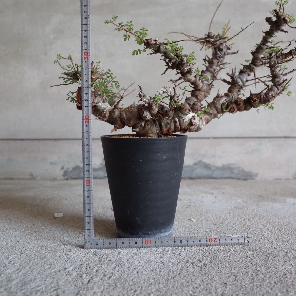 Yahoo!オークション - 発根済 コミフォラ エイル Commiphora sp.Eyl 灌...