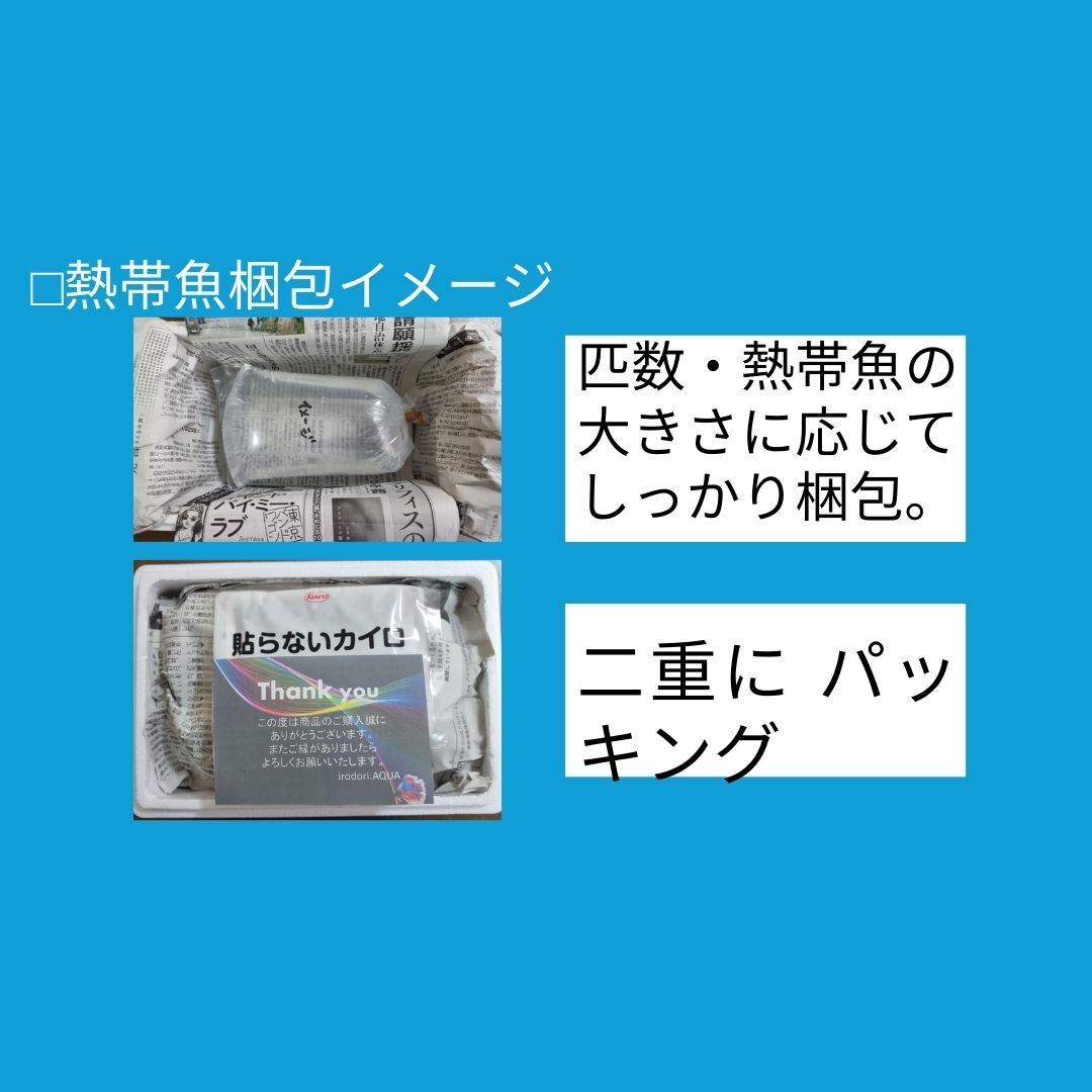 Yahoo!オークション - （A177）ゴールデンレッドギャラクシーコウタイ ...