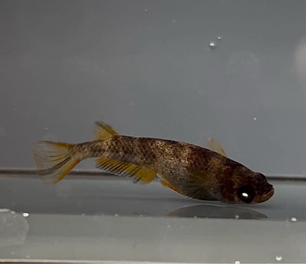 Yahoo!オークション - 【あがらメダカ】 AW-03R 2ペア (検索 美虎 和墨...