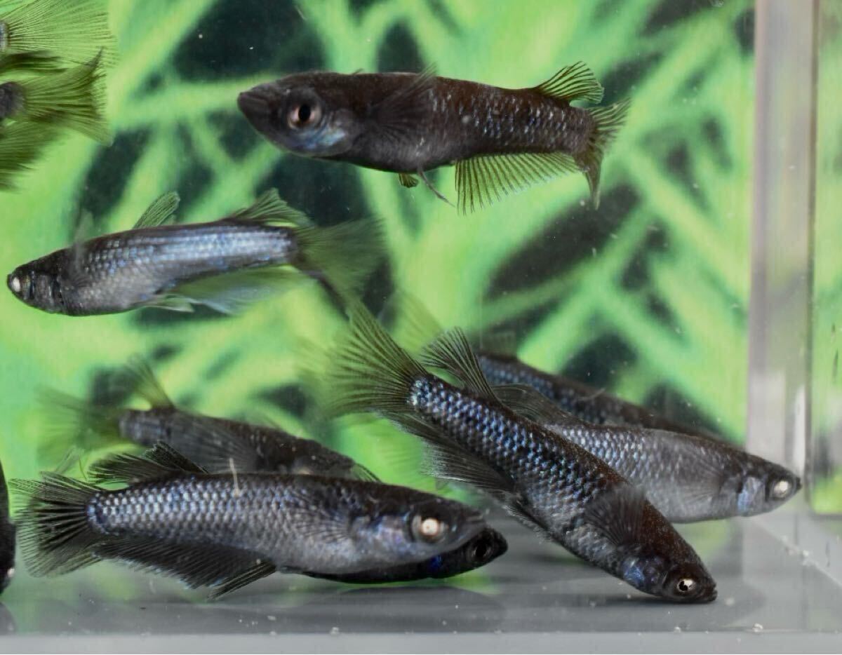 Yahoo!オークション - 【あがらメダカ】プレアデス・アースアイ RLF 15...