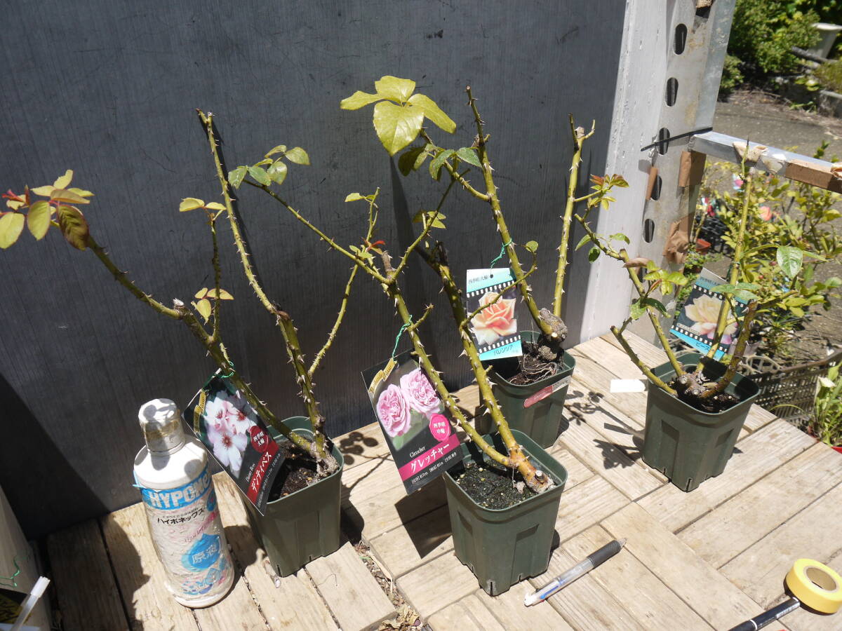 Yahoo!オークション - 0730 現品処分2600円開始 四季咲バラ苗4株セ...