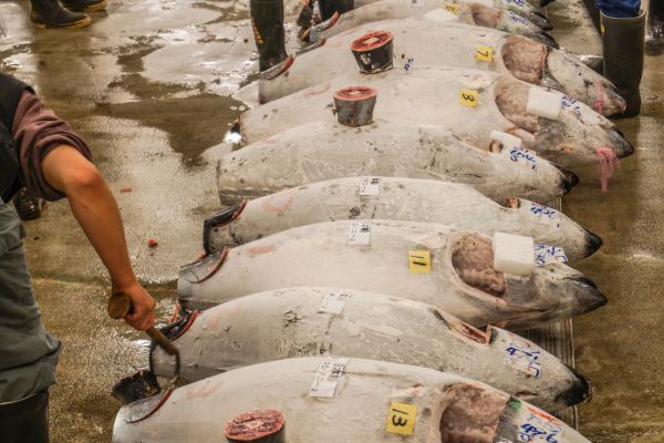 Yahoo!オークション - 送料無料 本まぐろの尾の肉 業務用7kg【加熱...