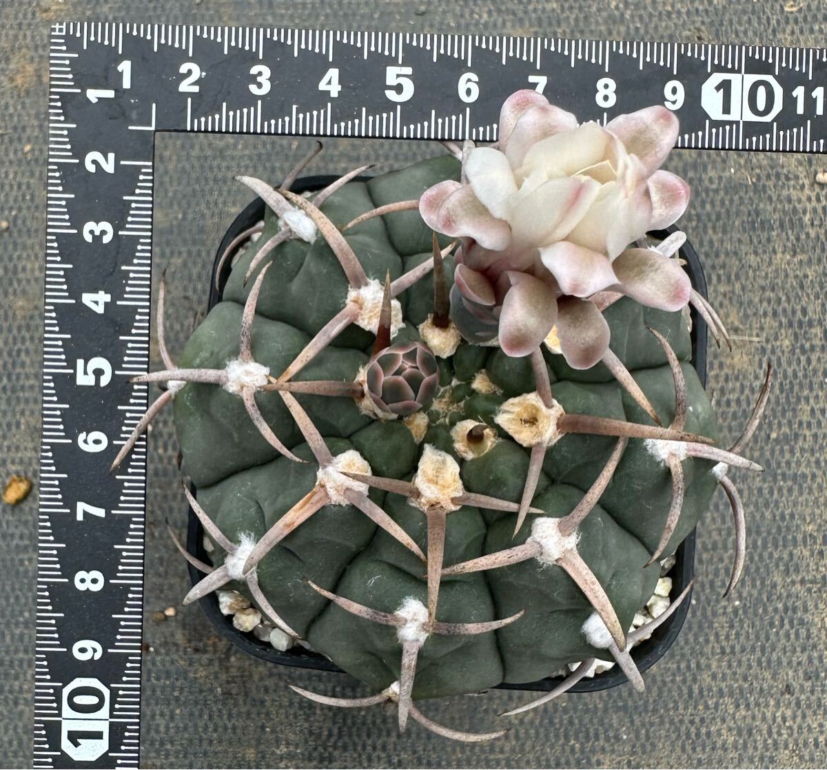 Yahoo!オークション - バッテリー Gymnocalycium 実生
