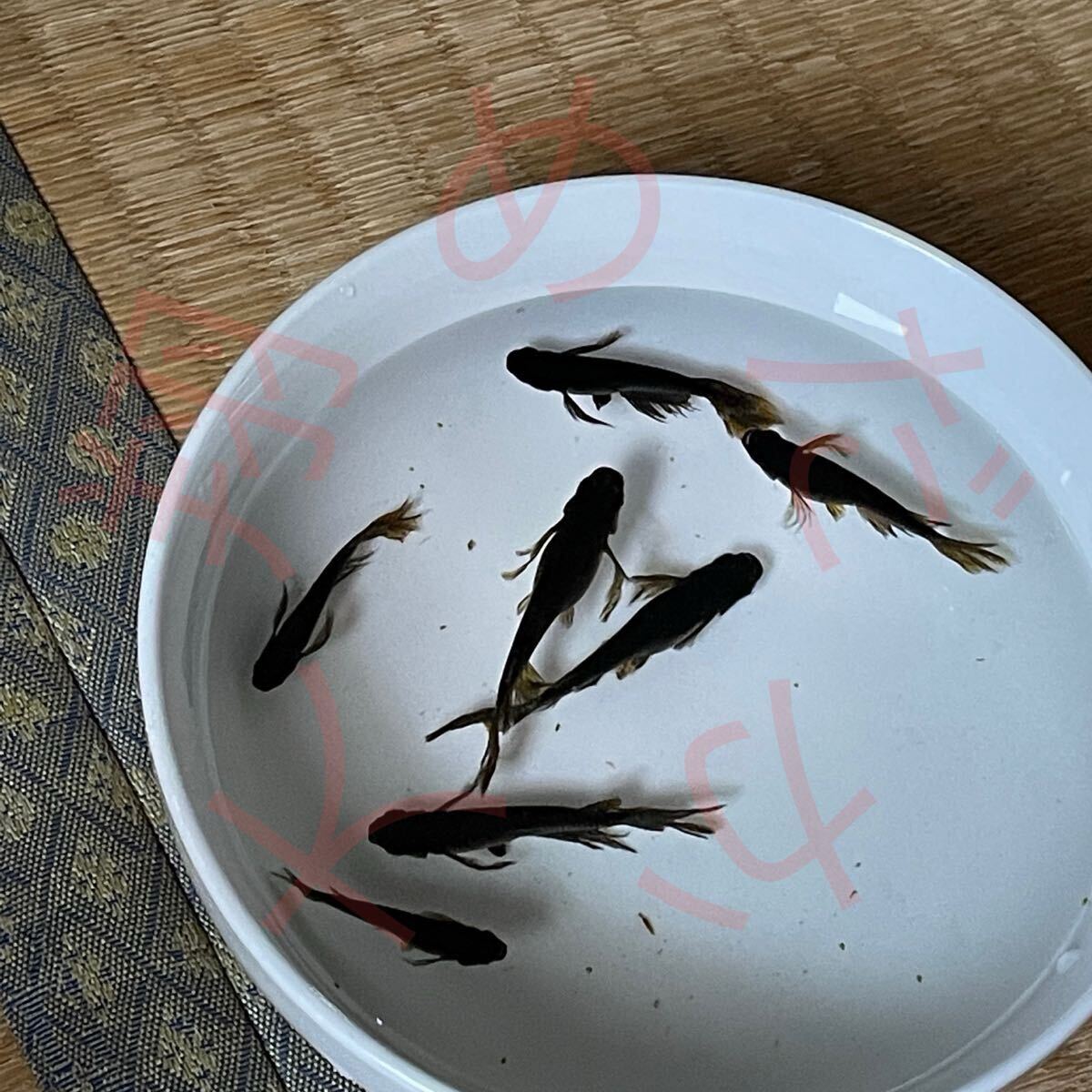 Yahoo!オークション - 阿形 メダカ RLF 有精卵20個 ヒレ長 オロチ サタ...