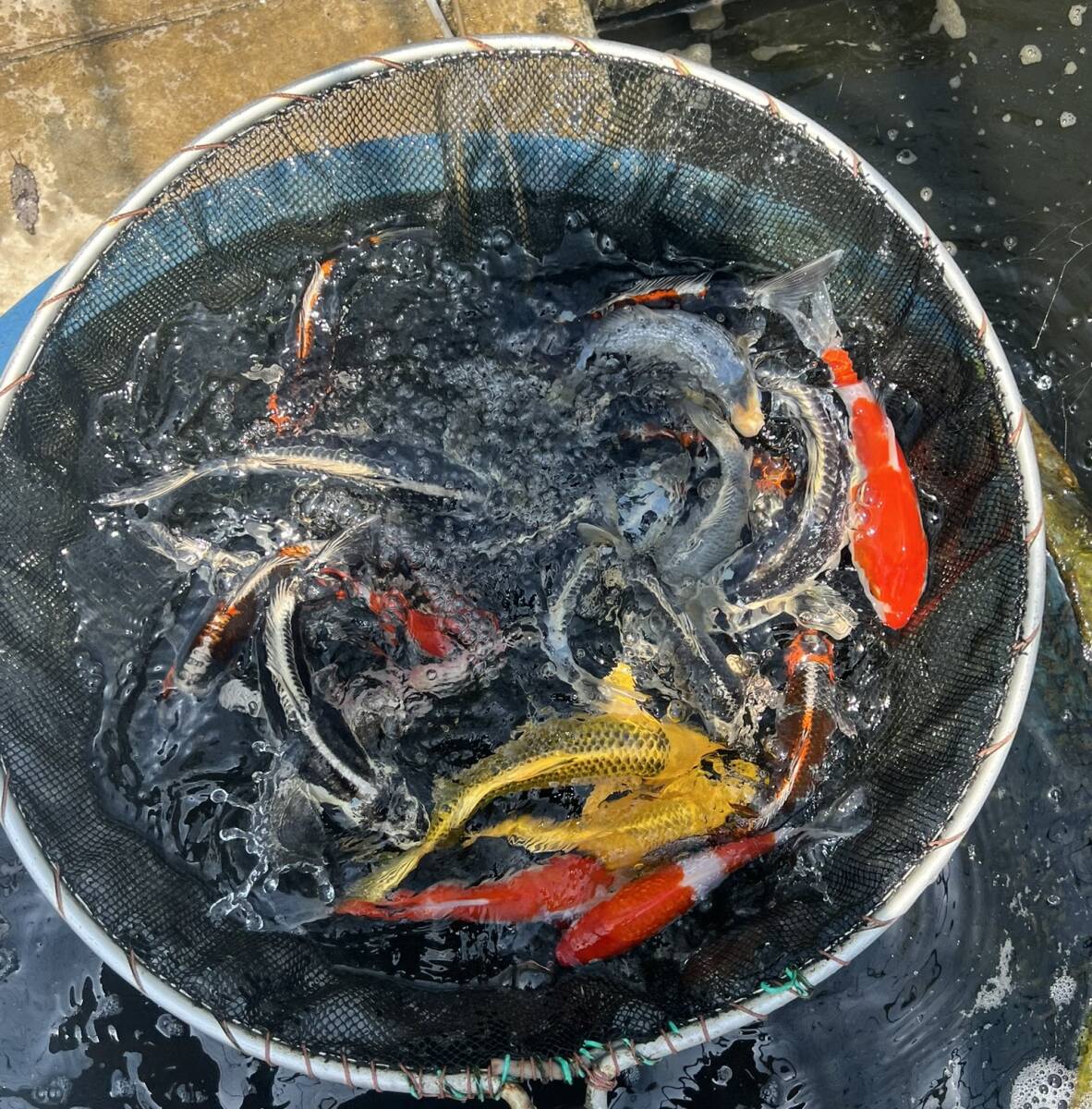 Yahoo!オークション - 錦鯉 ミックス当歳 15～25cm 5匹セット