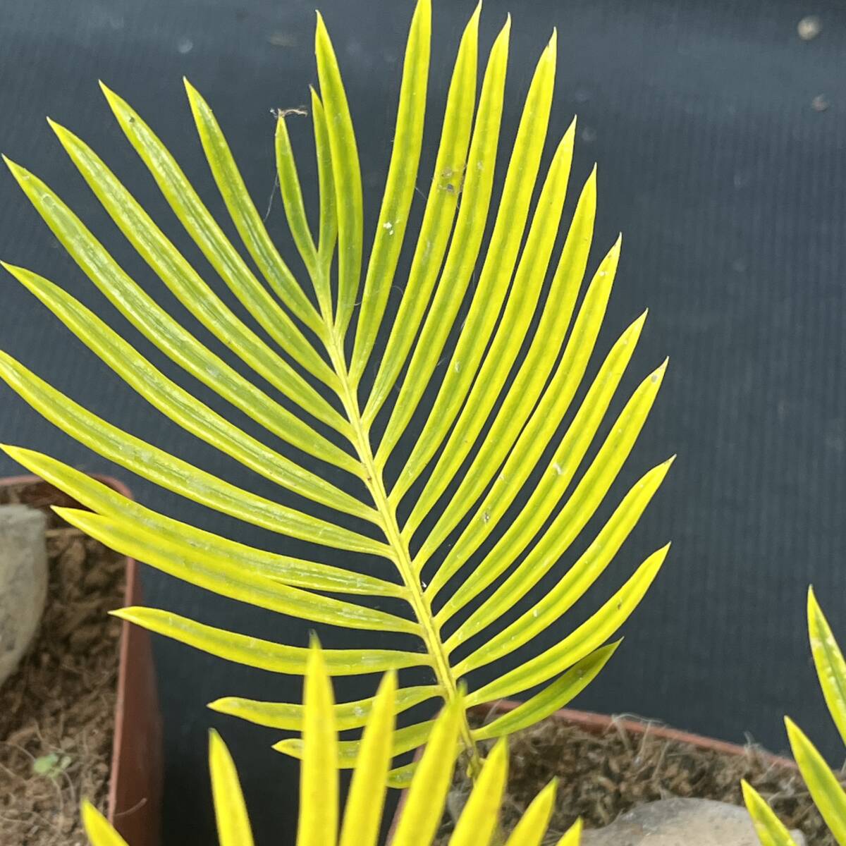 Yahoo!オークション - D63斑入りソテツ 黄斑 蘇鉄 希少 5株同梱