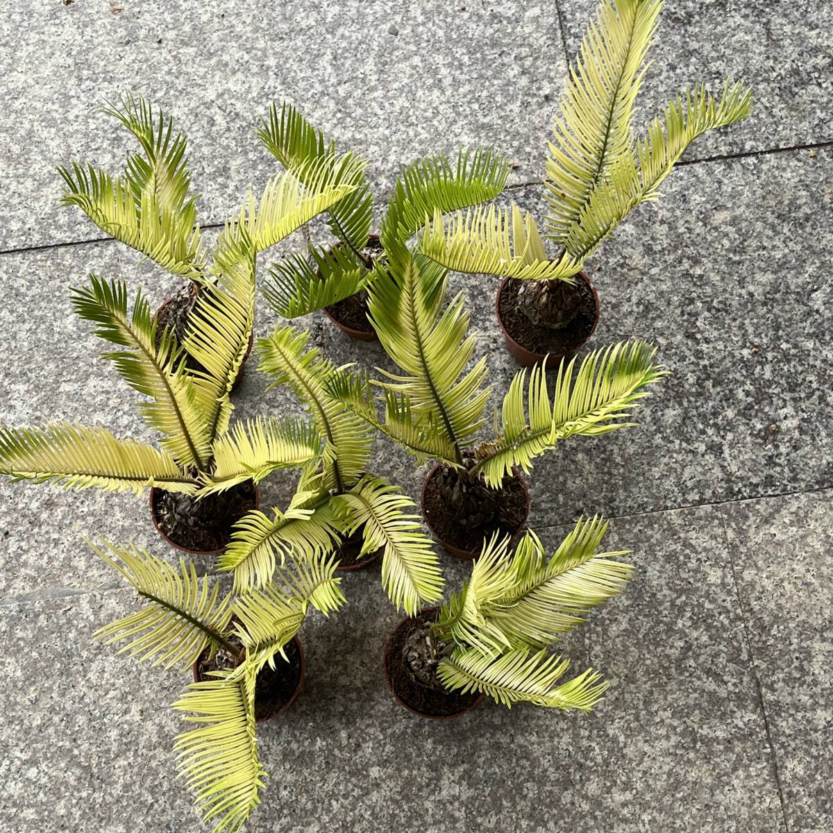 Yahoo!オークション - J9斑入りソテツ 白い蘇鉄 黄金ソテツ サイカス ...