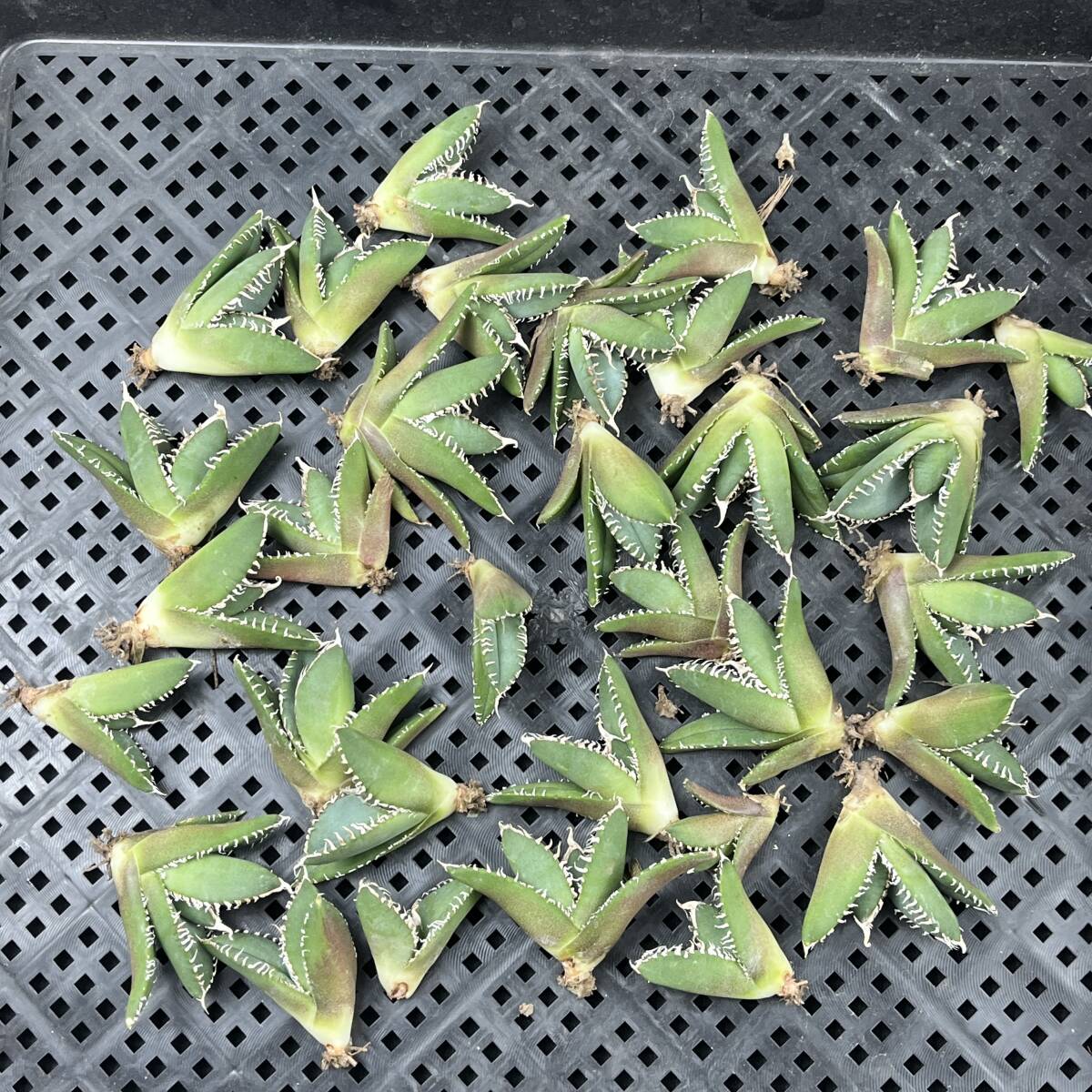 Yahoo!オークション - J35多肉植物アガベ チタノタ 南アフリカダイヤモ...