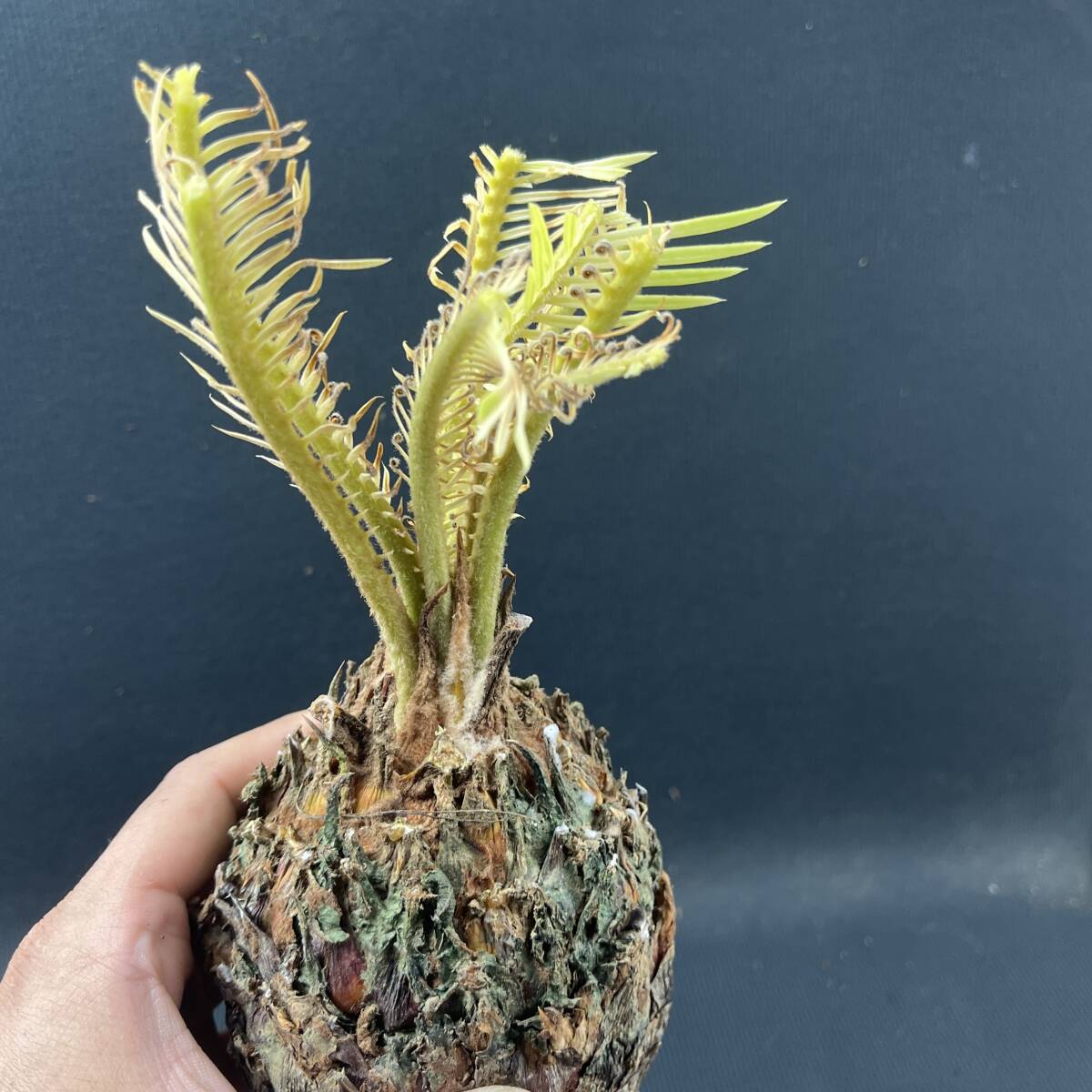 Yahoo!オークション - J56斑入りソテツ 白い蘇鉄 黄金ソテツ サイカス ...