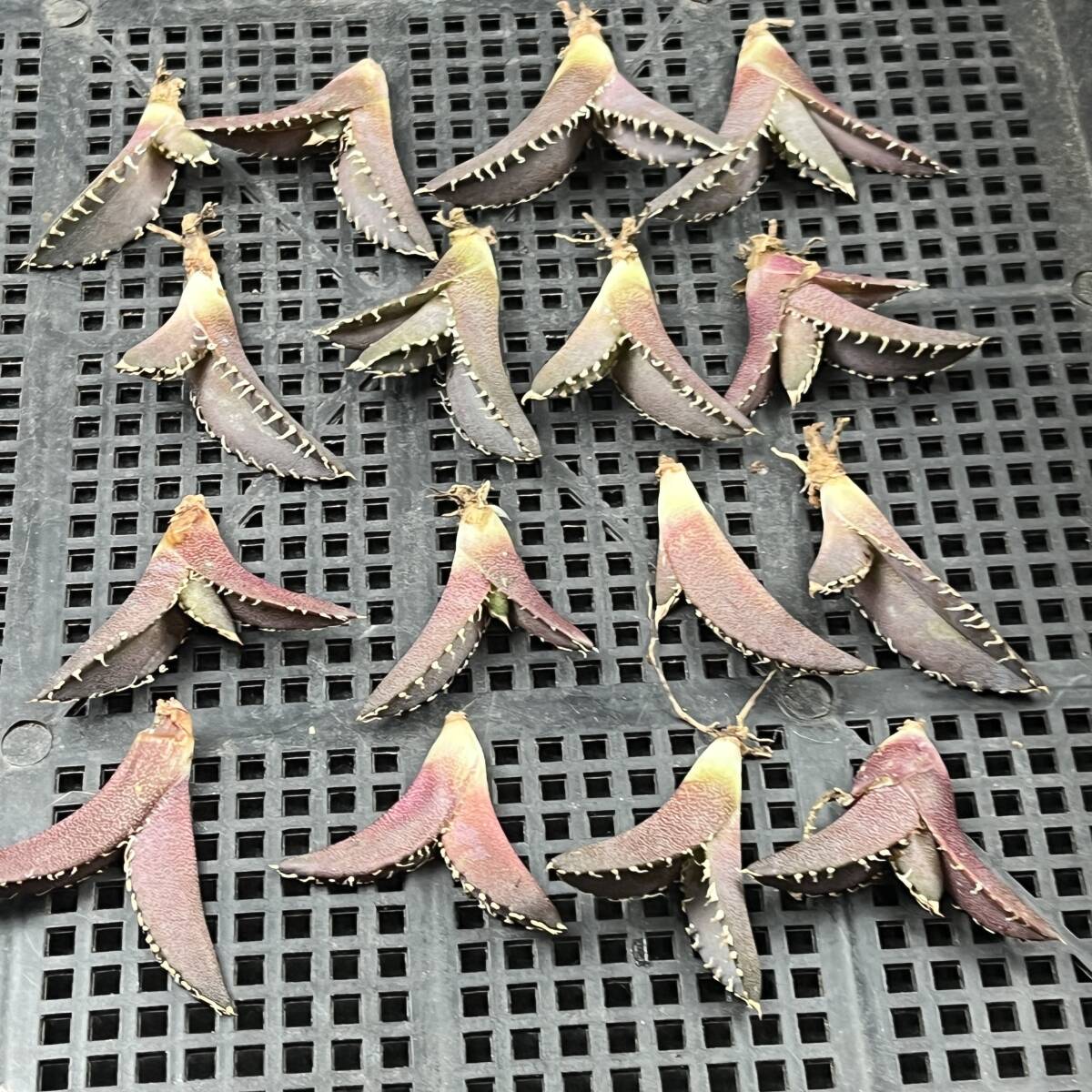 Yahoo!オークション - L61激レア高級品種 アガベ チタノタ 金剛 子株 a...