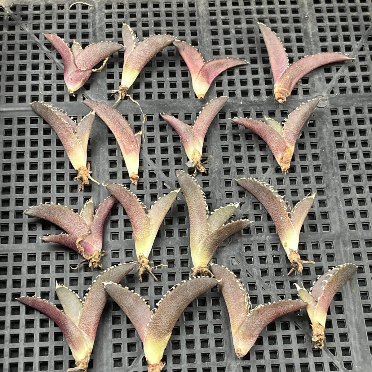 Yahoo!オークション - L61激レア高級品種 アガベ チタノタ 金剛 子株 a...