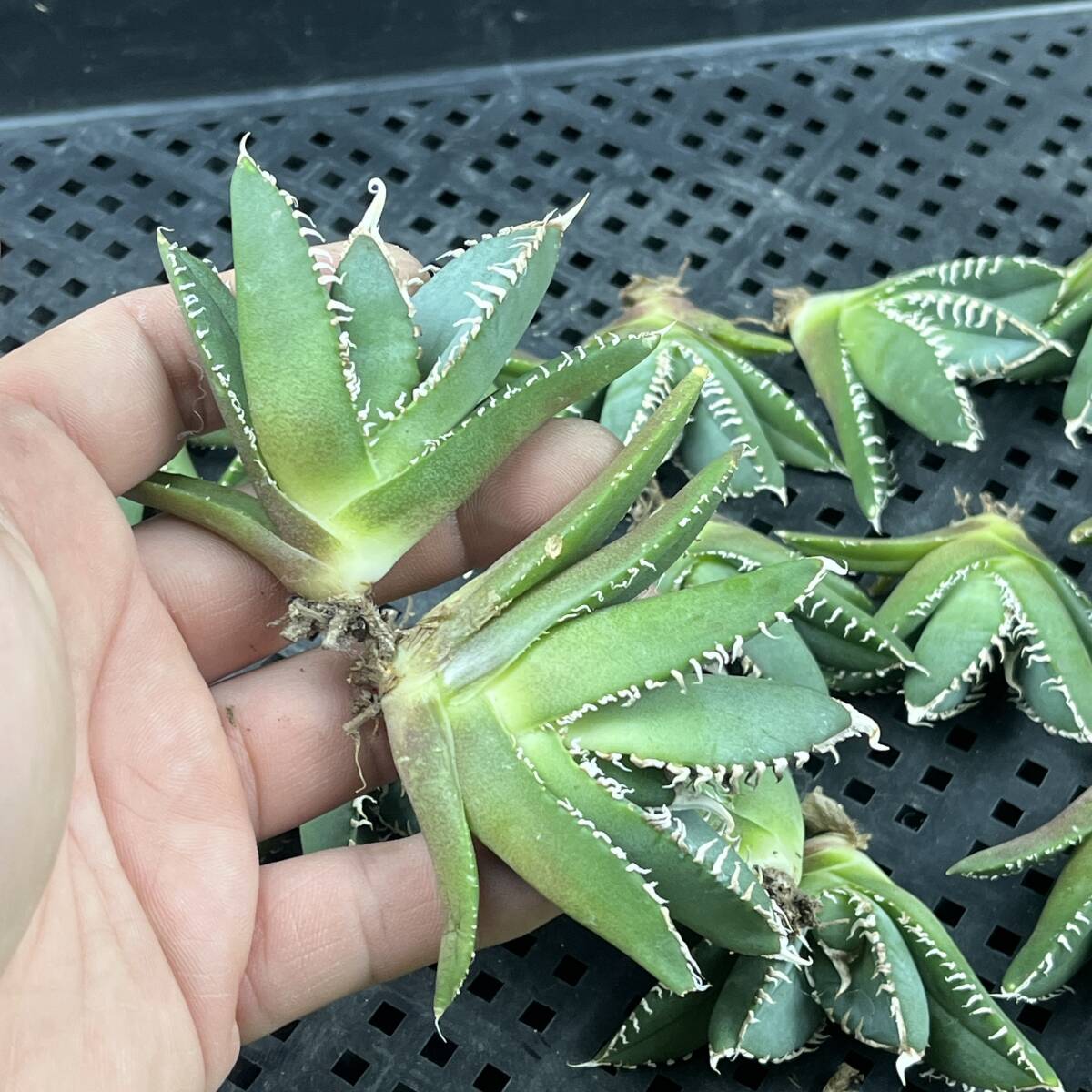 Yahoo!オークション - M64多肉植物アガベ チタノタ 南アフリカダイヤモ...