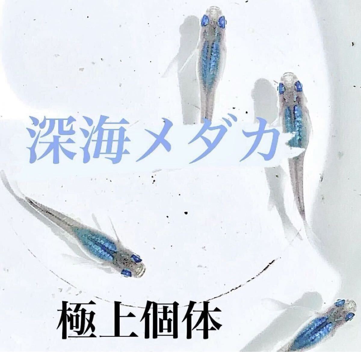 Yahoo!オークション - 深海メダカ 有精卵 70個+α