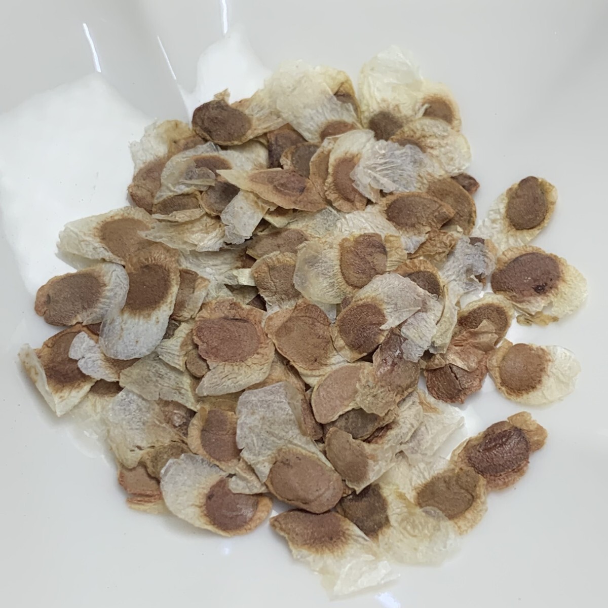 Yahoo!オークション - a1254 種子100粒Dioscorea elephantipes ディオ...