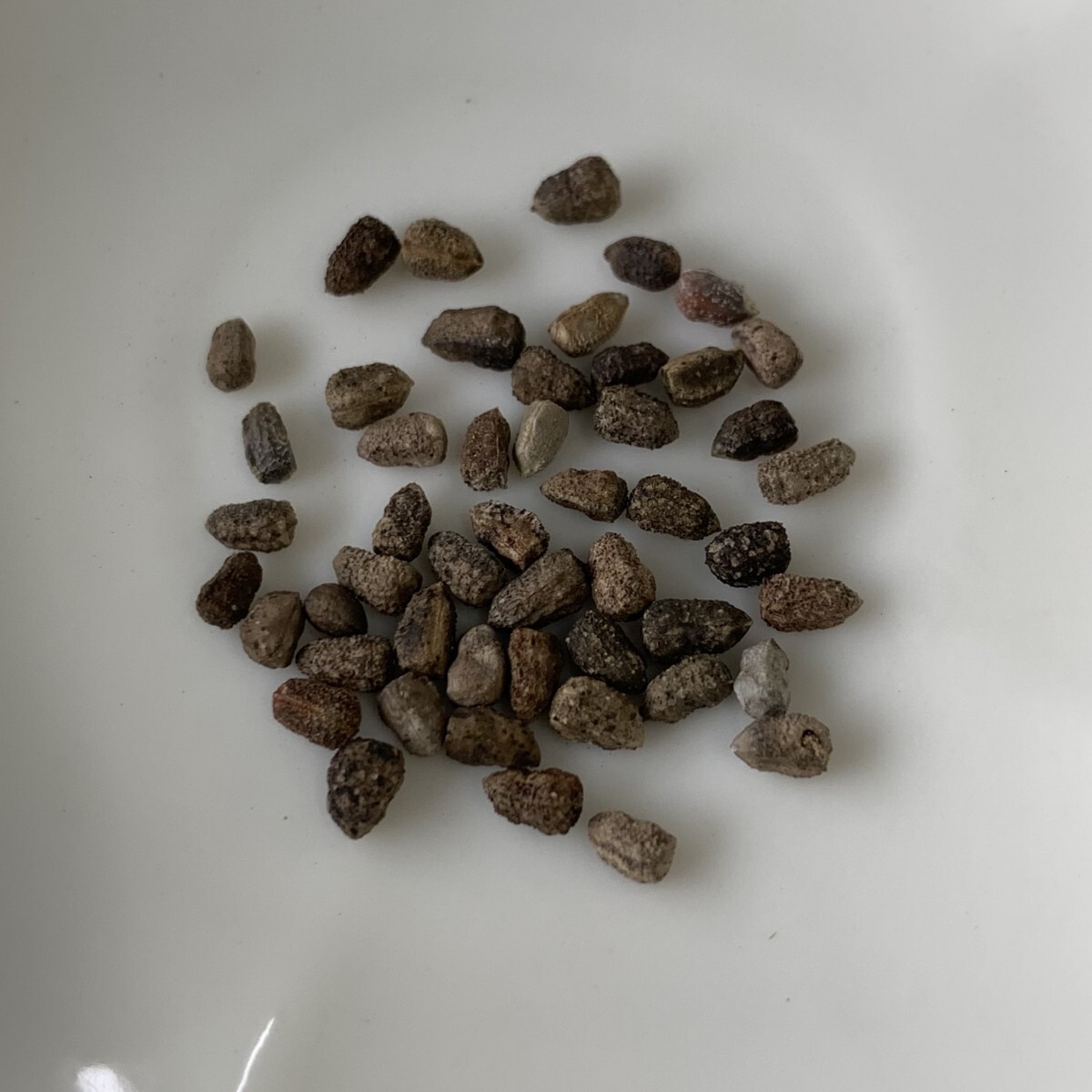 Yahoo!オークション - a1434 種子50粒塊根植物 闘牛角 ユーフォルビア ...