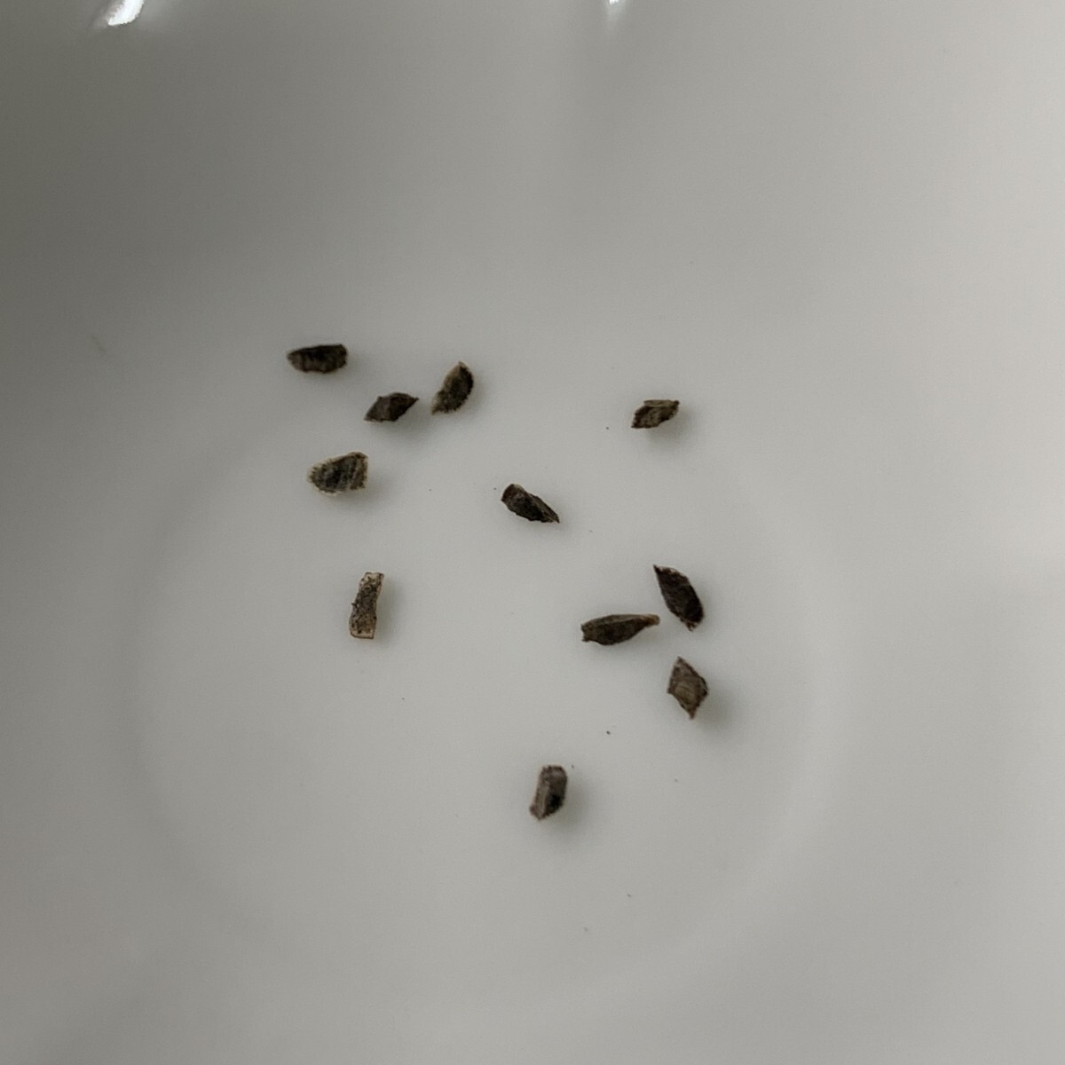 Yahoo!オークション - a1483【 種子10粒】 aloe pearsonii アロエ ペア...