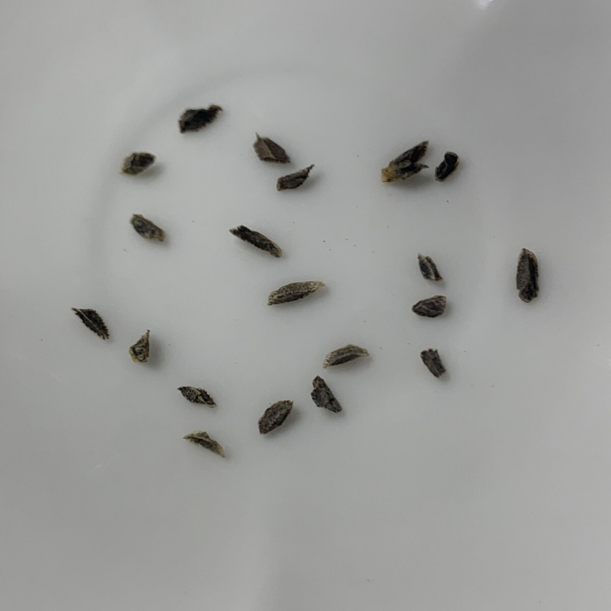 Yahoo!オークション - a1546 【 種子20粒】 aloe pearsonii アロエ ペ...