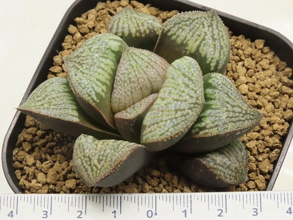 Yahoo!オークション - [Y072]Queen Rose×MTKGM452 実生 未繁殖【多肉...