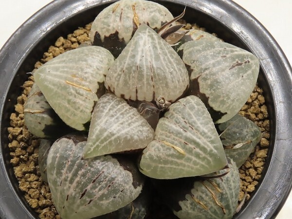 Yahoo!オークション - [W061]Wedding Bouquet×クイーンマリリン 実生...