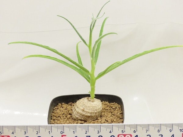 Yahoo!オークション - [W080]polymorpha Mpika Zambia【多肉植物 Troc...