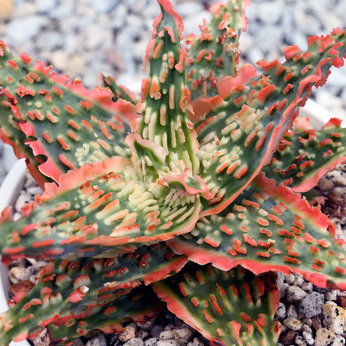 Yahoo!オークション - アロエ ハイブリッド 多肉植物 Aloe hyb WZ02 子...