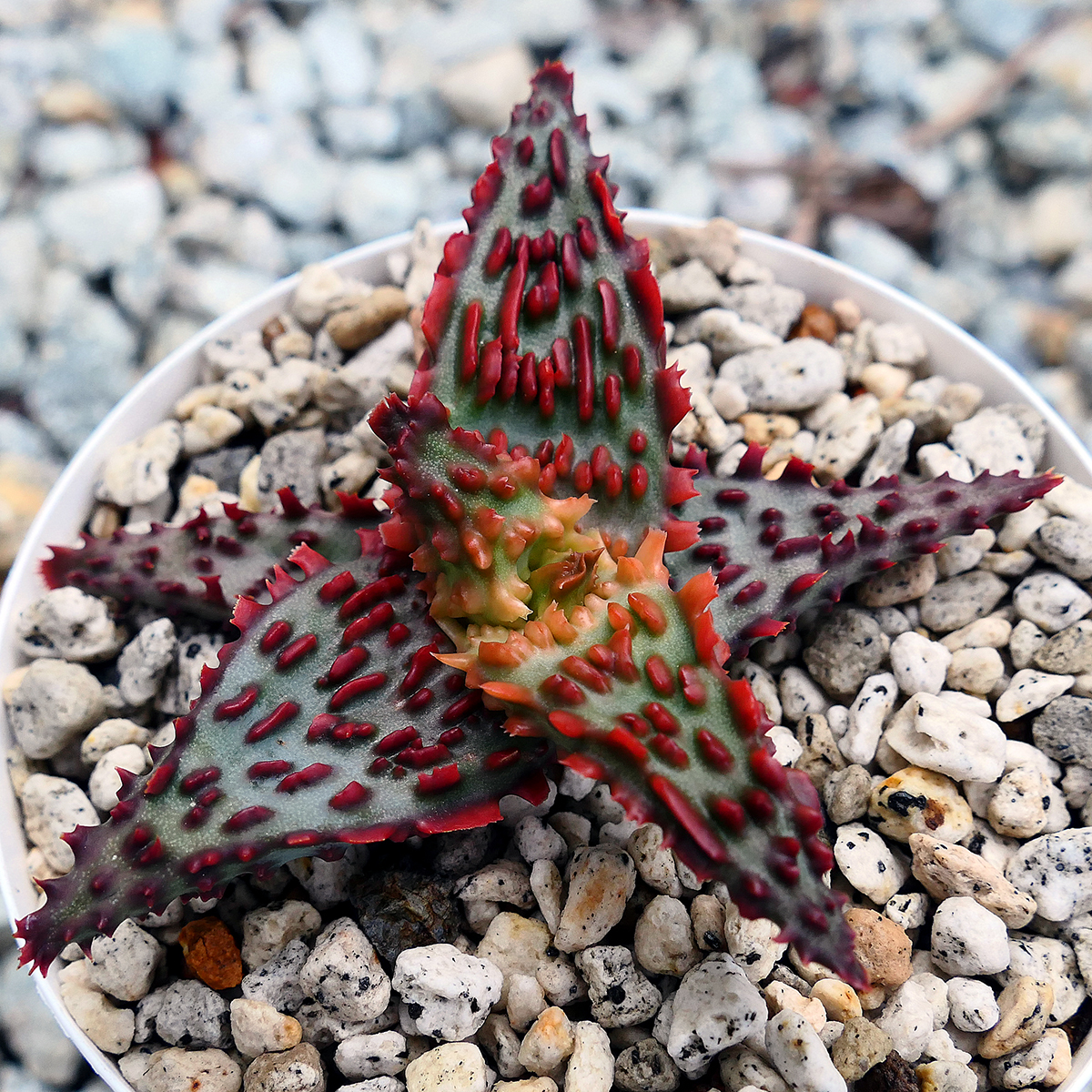 Yahoo!オークション - アロエ TCT ハイブリッド グロリアス ドラゴン ...