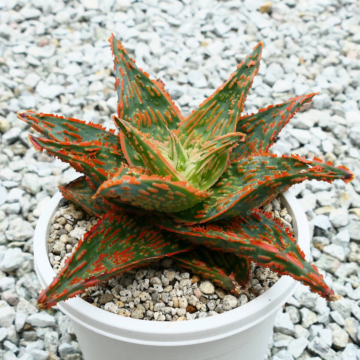 Yahoo!オークション - アロエ ハイブリッド 多肉植物 Aloe hyb GXG06 V...