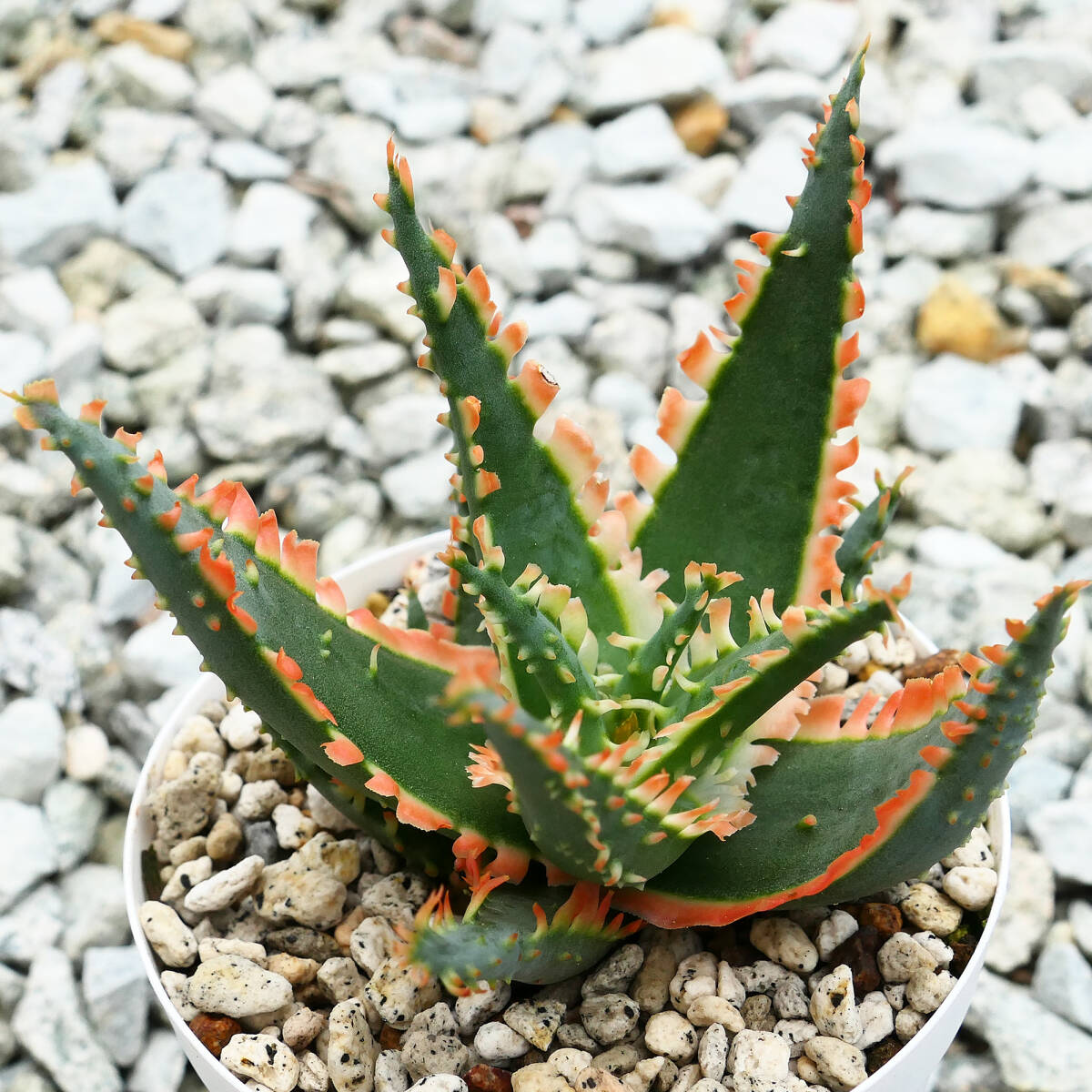 Yahoo!オークション - アロエ TCT ハイブリッド ライオン フィッシュ ...