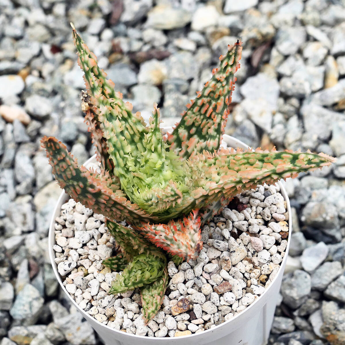 Yahoo!オークション - アロエ TCT ハイブリッド テンプラ 多肉植物 Alo...