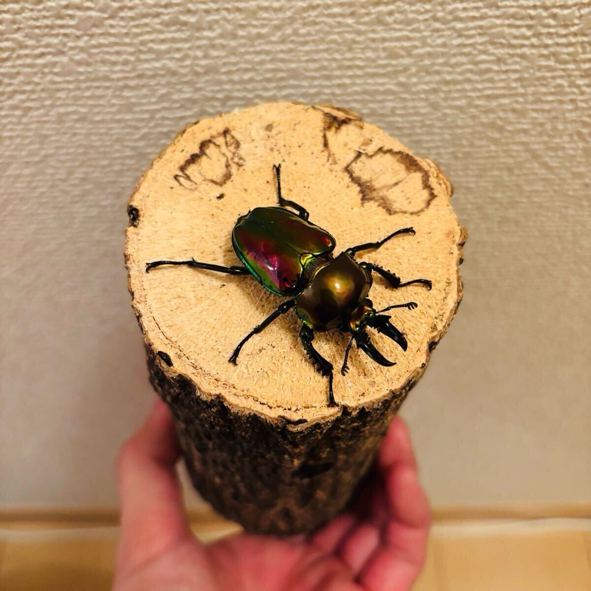 Yahoo!オークション - 【RTN累代】ゴールドピカールニジイロクワガタ ...