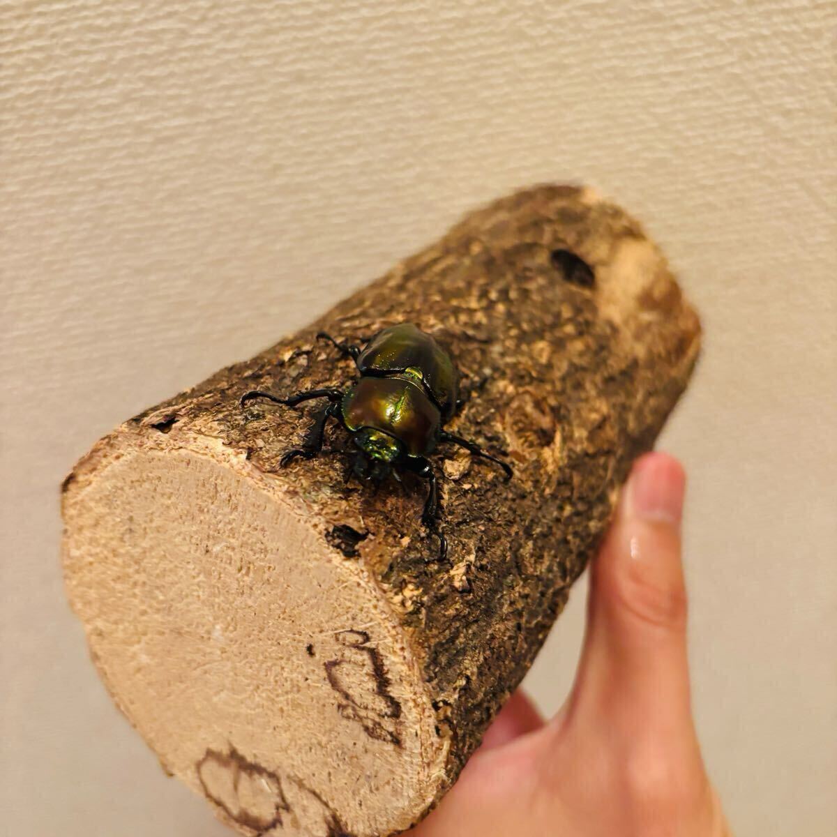 Yahoo!オークション - 【RTN累代】ゴールドピカールニジイロクワガタ ...