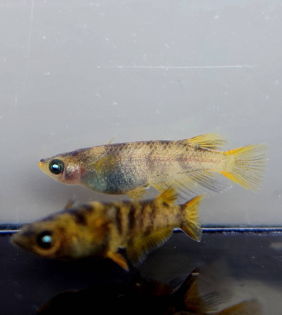 Yahoo!オークション - めだか畑和 種親鹿行めだか様④『AW-03R』2ペア