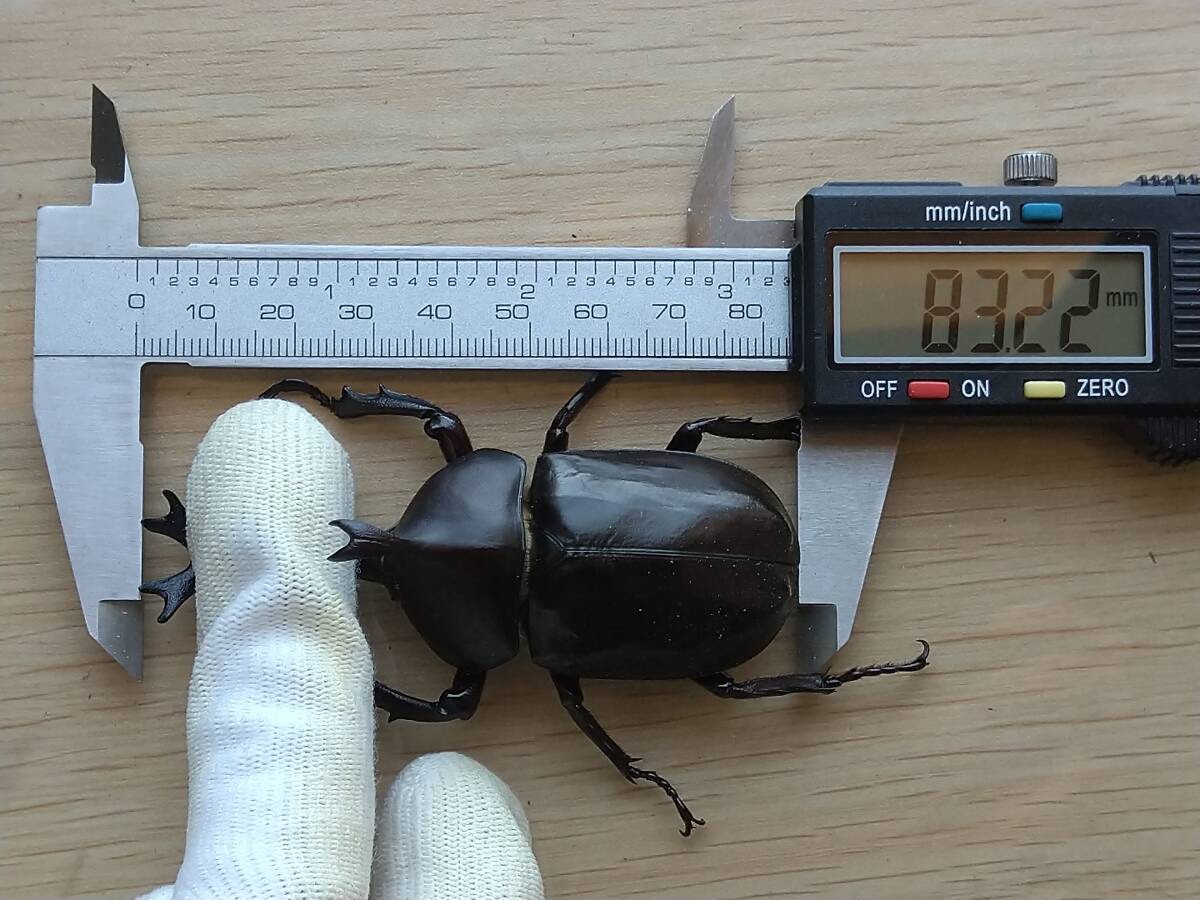 Yahoo!オークション - カブトムシ 天然 83mm 【特大】