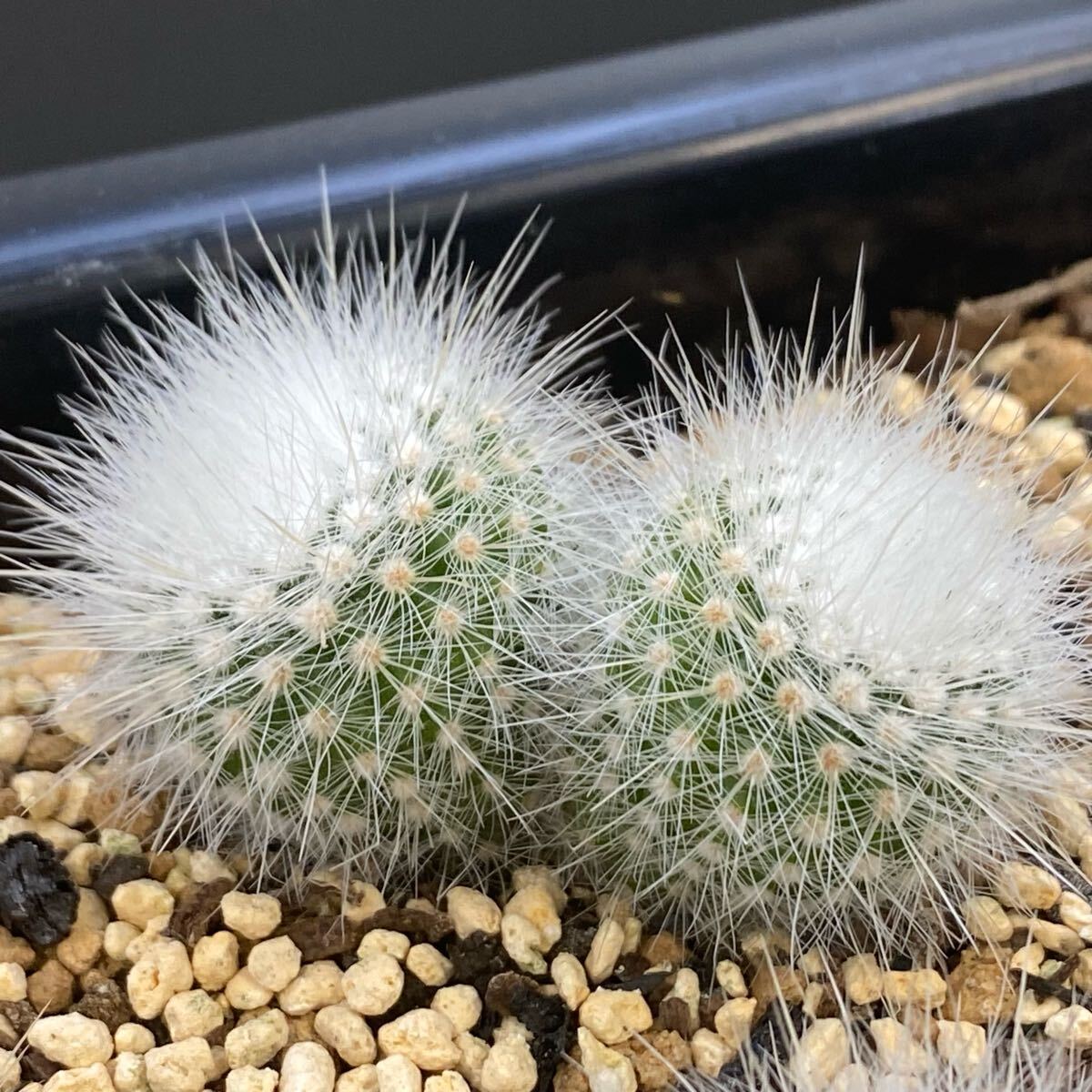 Yahoo!オークション - CO 504 大型小町 実生1箱 ノトカクタス サボテン...