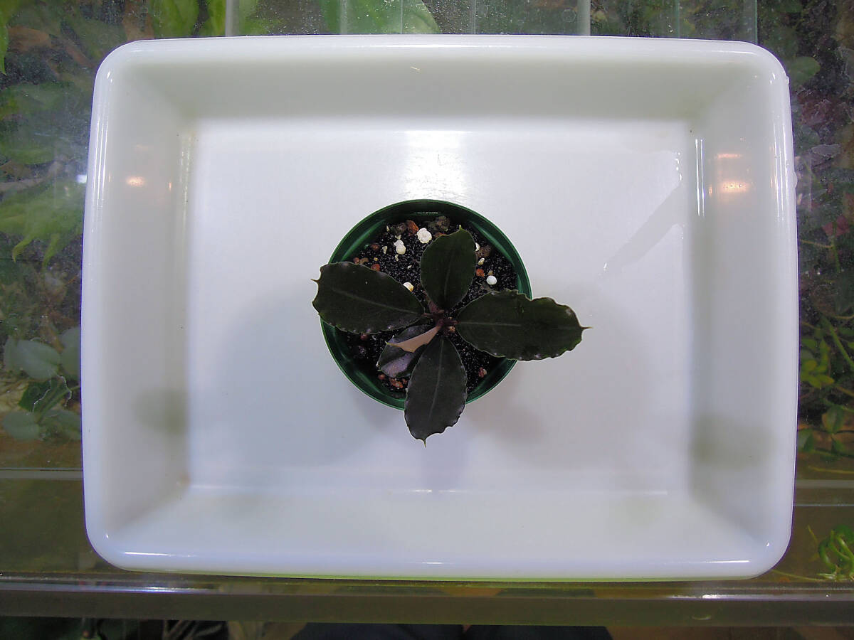 Yahoo!オークション - 0721ブセファランドラsp.Dark gray