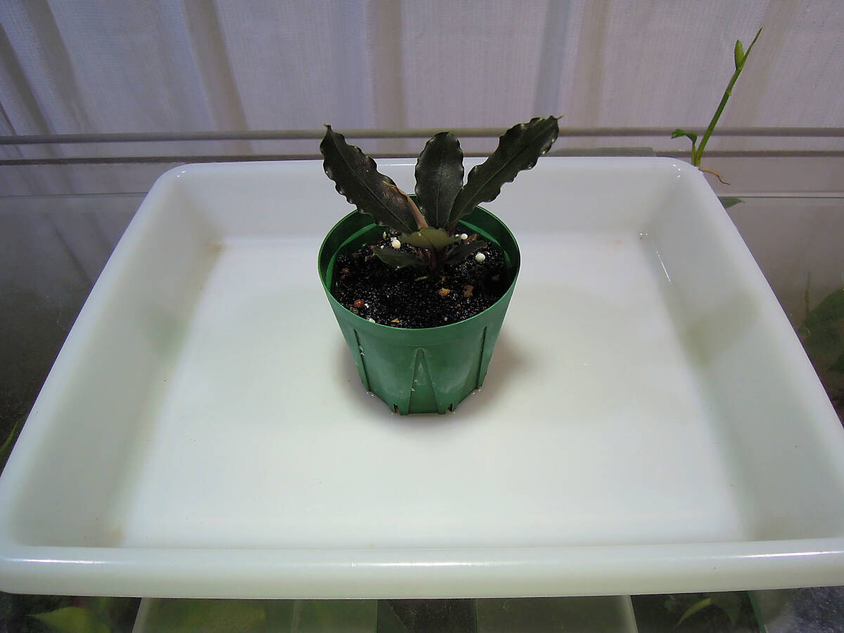 Yahoo!オークション - 0721ブセファランドラsp.Dark gray