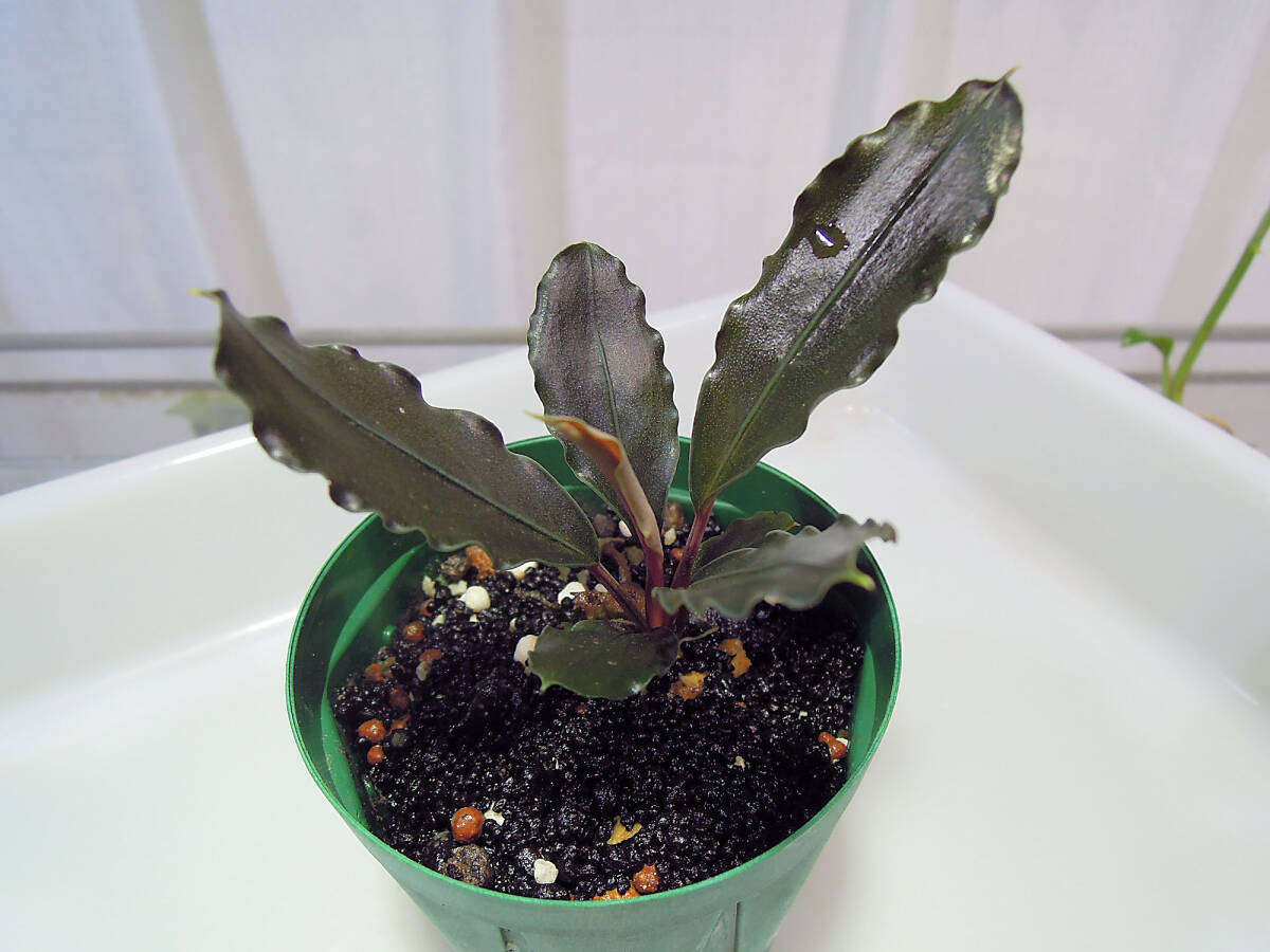 Yahoo!オークション - 0721ブセファランドラsp.Dark gray