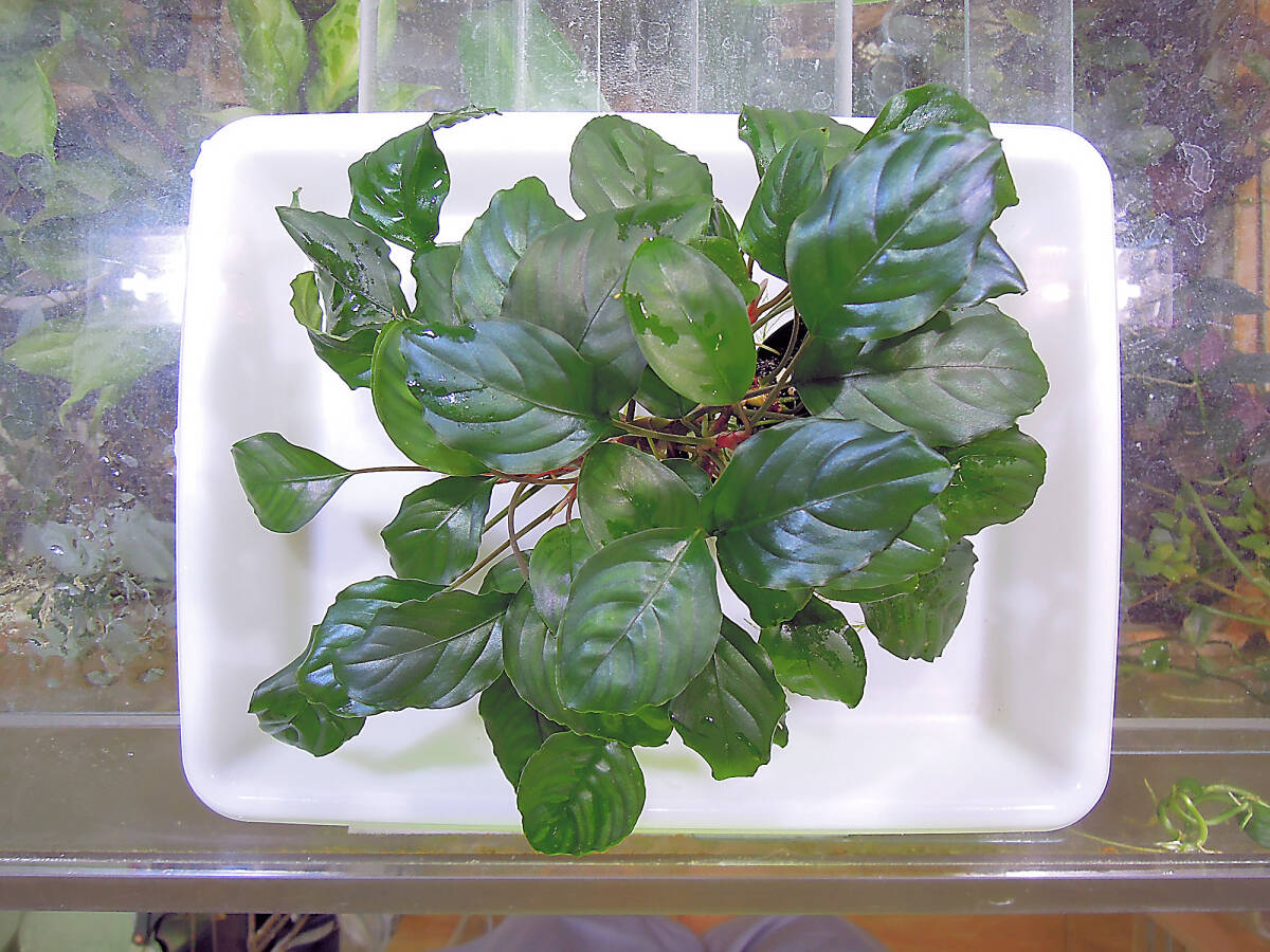 Yahoo!オークション - 0721 sp.カリマンタン