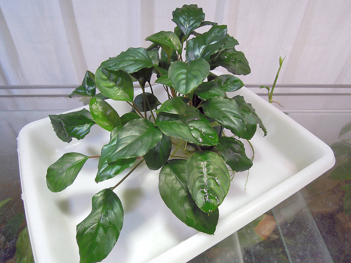 Yahoo!オークション - 0721 sp.カリマンタン