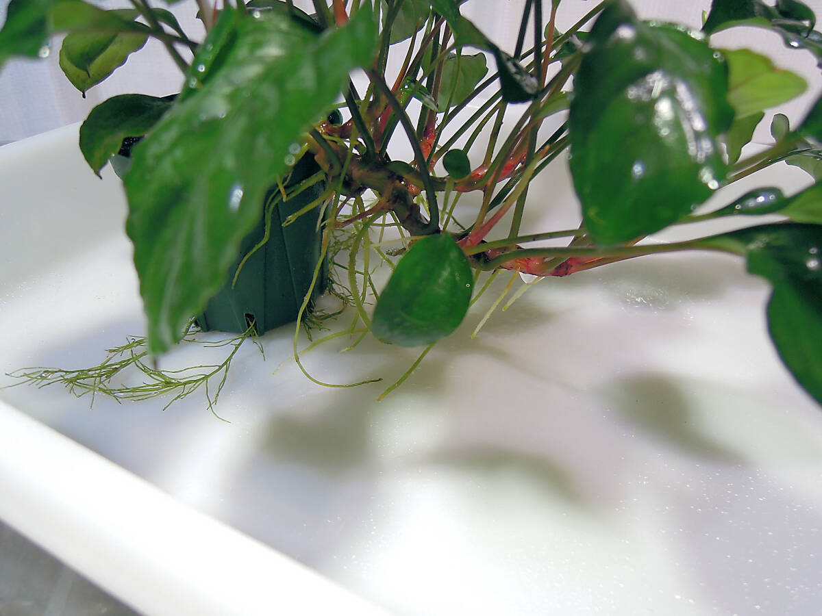 Yahoo!オークション - 0721 sp.カリマンタン