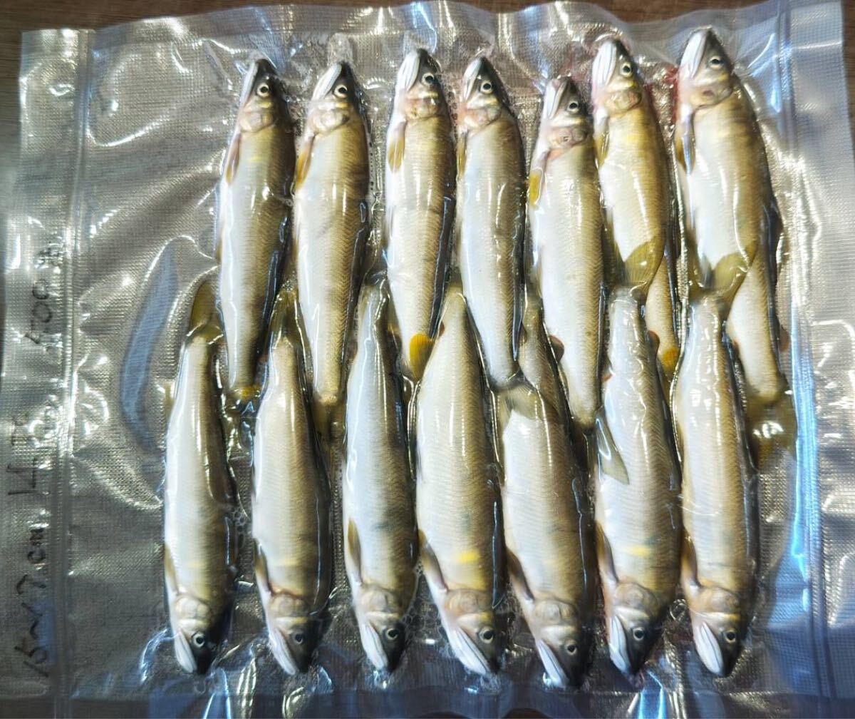 Yahoo!オークション - 天然鮎 23匹 825g 矢田川産 氷水締め 真空冷凍 ...