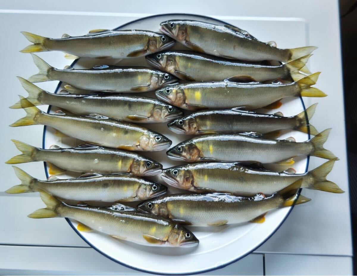 Yahoo!オークション - 天然鮎 23匹 825g 矢田川産 氷水締め 真空冷凍 ...