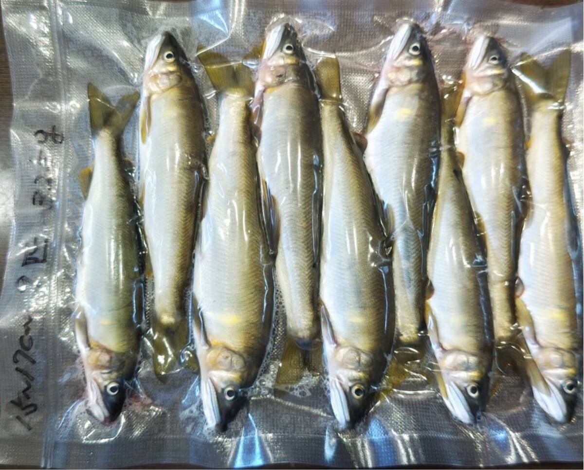 Yahoo!オークション - 天然鮎 23匹 825g 矢田川産 氷水締め 真空冷凍 ...
