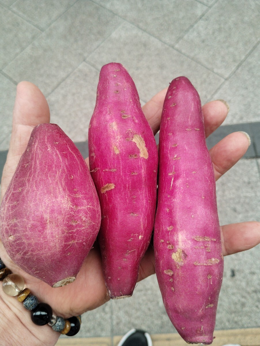 Yahoo!オークション - 宮崎さつまいもホクホクタイプ約1 6kg 15個前...