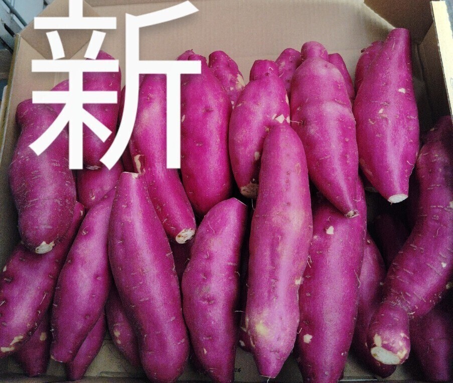 Yahoo!オークション - これおいも宮崎紅）新さつまいも箱コミ1 6kg（3...