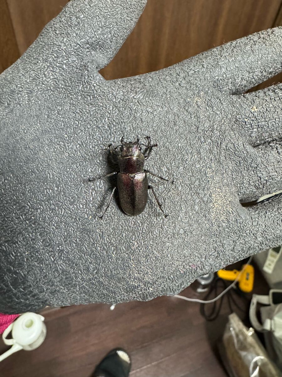 Yahoo!オークション - WF2ギラファホソアカ♂46.0ミリ♀28.3ミリペア