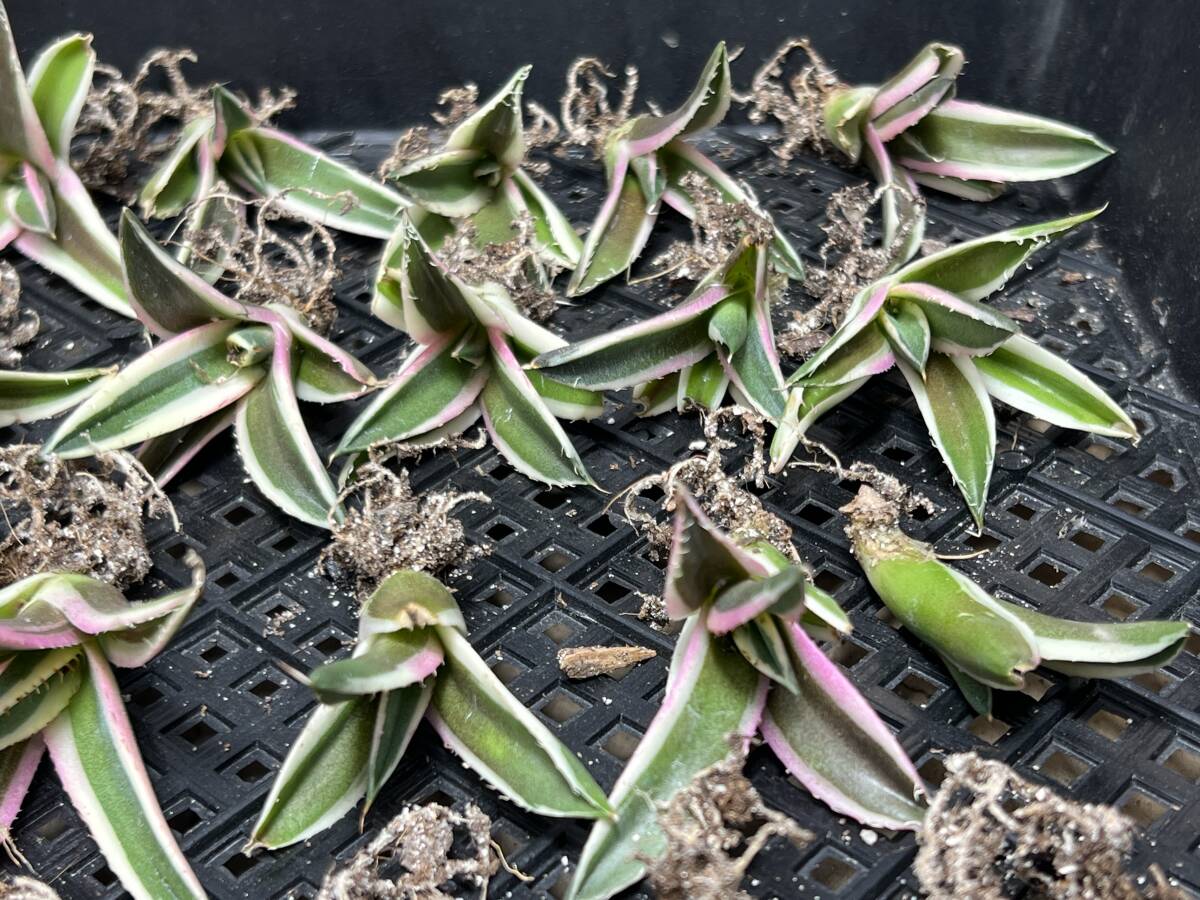 Yahoo!オークション - E97 アガベ チタノタ スナグルトゥース agave ti...