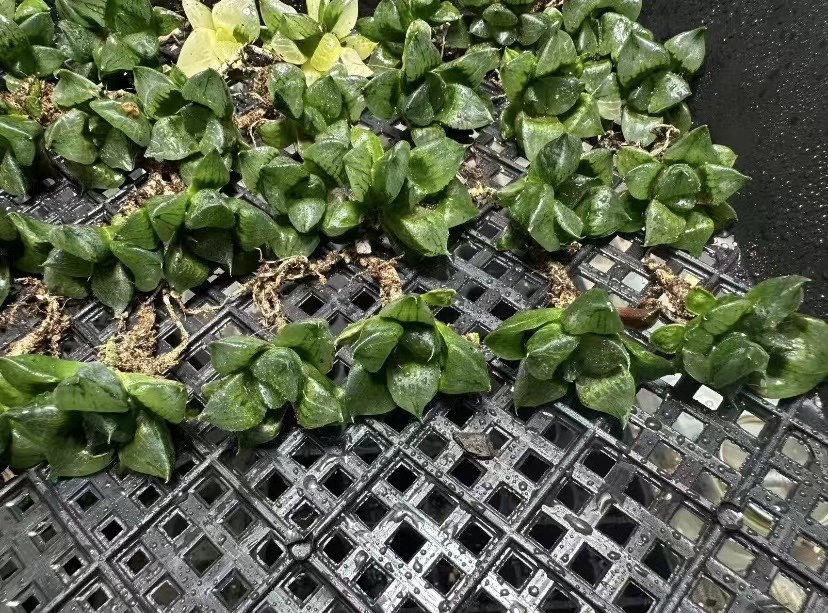 Yahoo!オークション - G44 多肉植物 ハオルチア ハオルシア 裹般若 全...